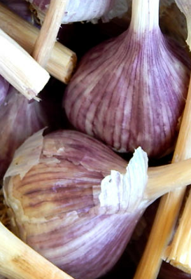 Garlic – The Paddock Lal Lal