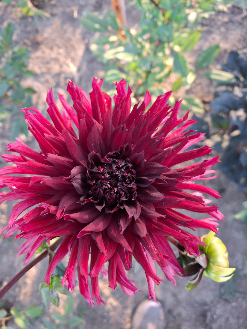 Black Macopa – The Paddock Lal Lal