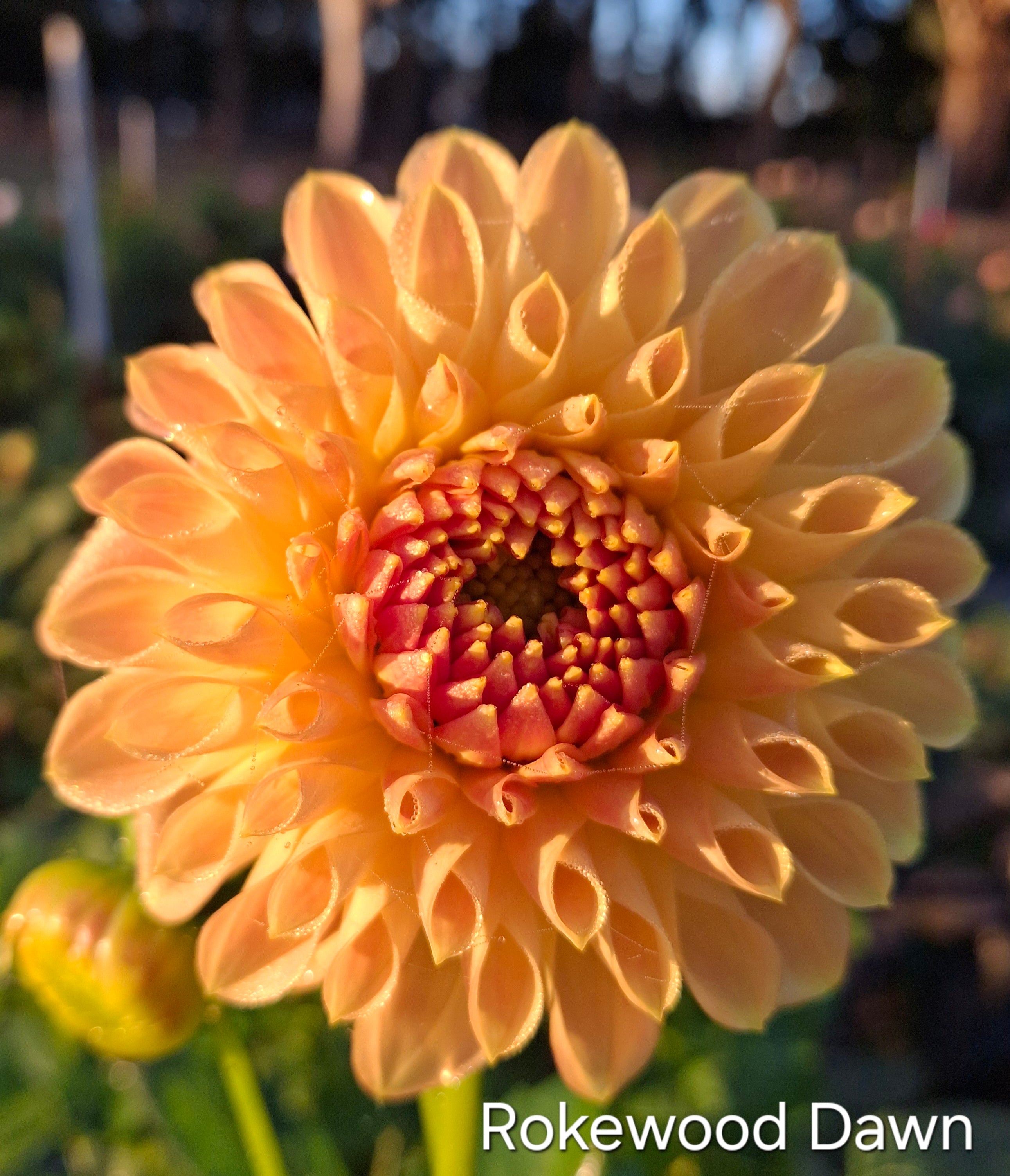 Rokewood Dawn – The Paddock Lal Lal