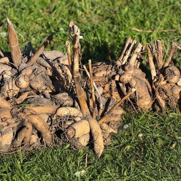 African Peach Clump – The Paddock Lal Lal