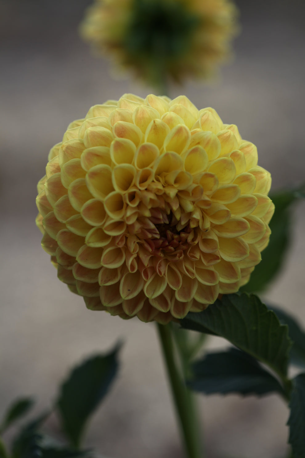 Rokewood Dawn – The Paddock Lal Lal