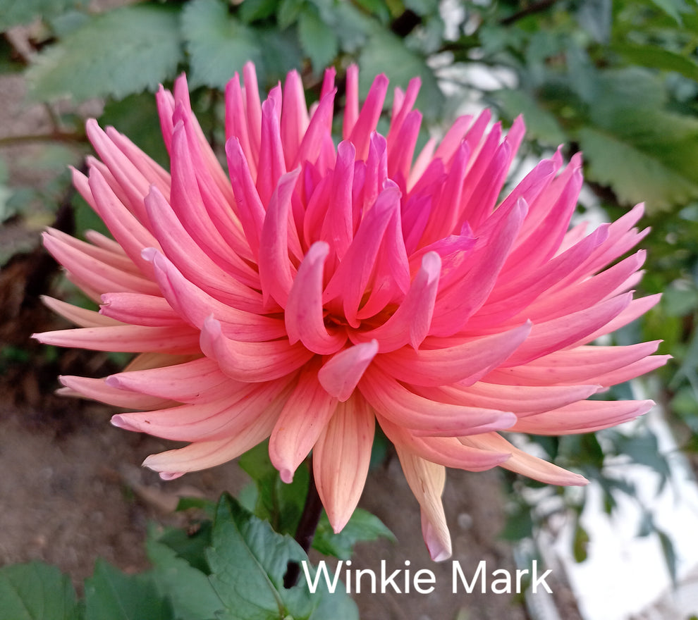 Winkie Mark – The Paddock Lal Lal